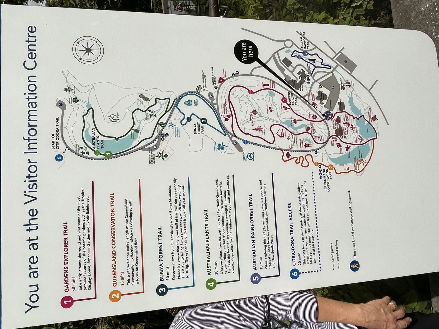 布里斯本庫薩山之旅Mount Coot-tha 釋放壓力必來！漫步綠色隧道與大自然生活