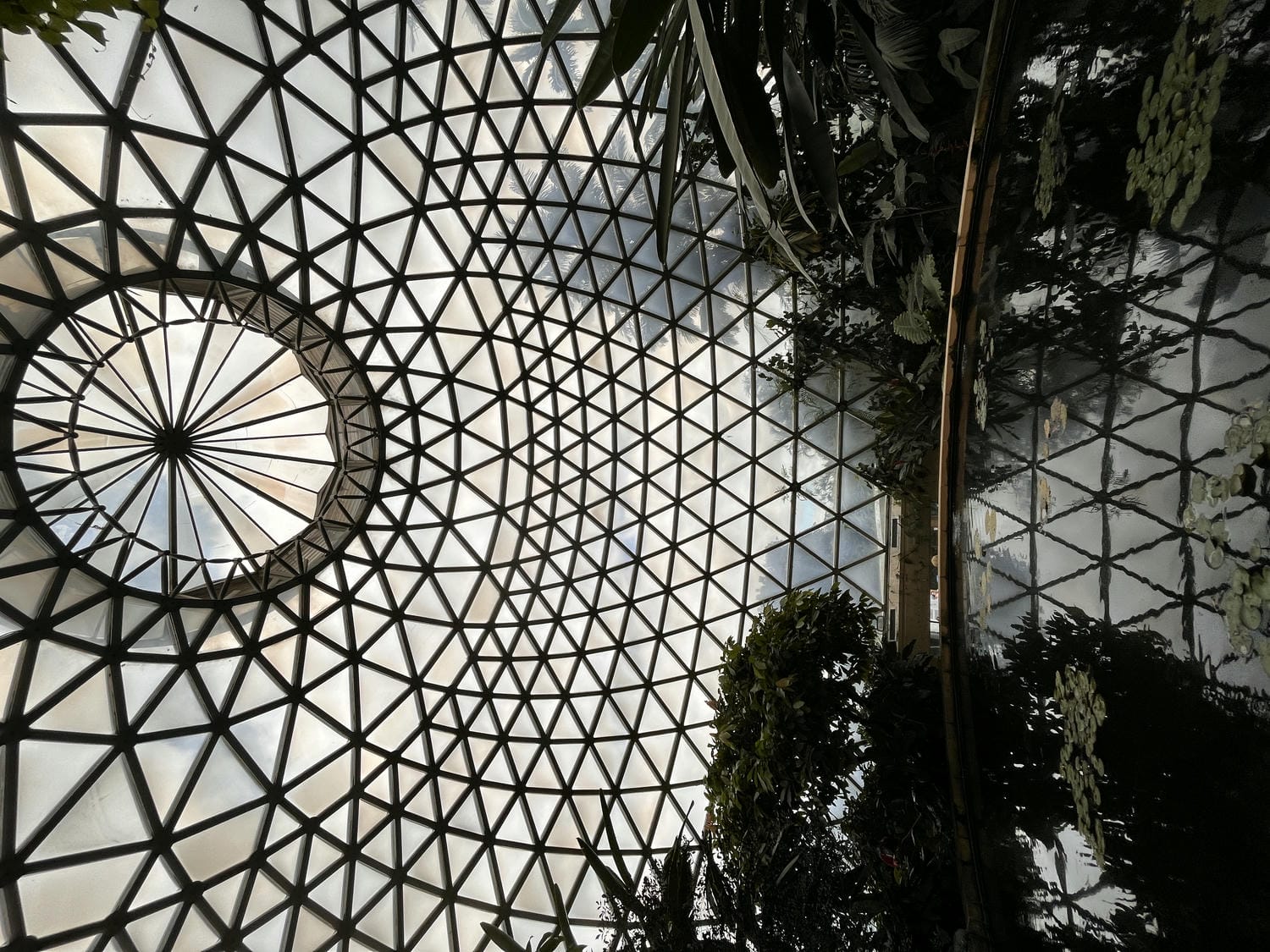 布里斯本庫薩山之旅Mount Coot-tha 釋放壓力必來！漫步綠色隧道與大自然生活